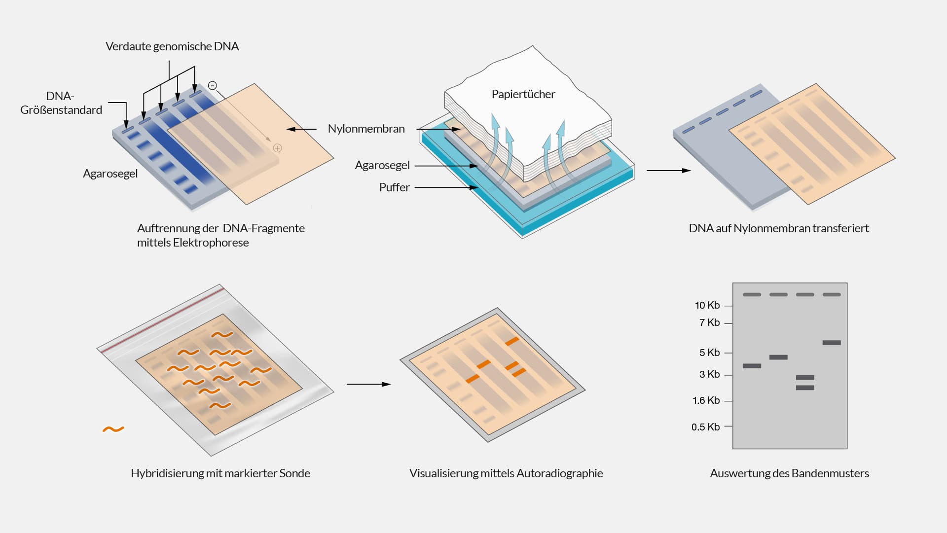 Southern-Blot-Analyse